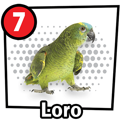 Resultados de Lotería de Animalitos, de Venezuela | LotoVen ...